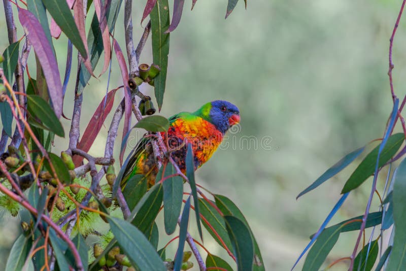 A Cheeky Young Australian Rainbow Lorikeet Stock Photo - Image of cute ...