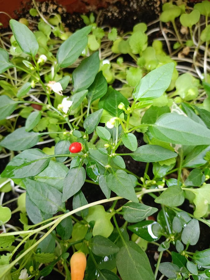 Cheela stock photo. Image of outdoor, beautiful, plant - 351030320