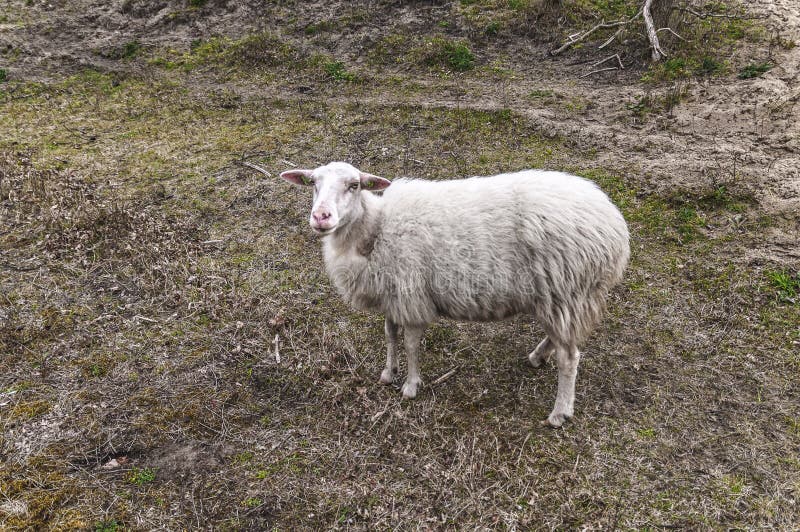 Cheep Looking into the Photo Camera Stock Photo - Image of farming ...