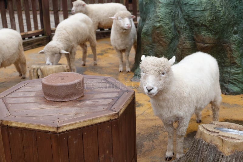 Cheep stock image. Image of outside, animal, breed, meadow - 91145865
