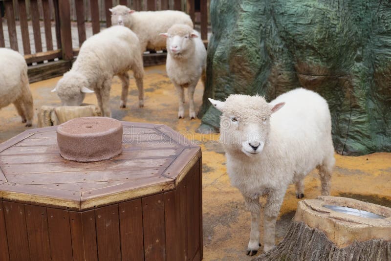 Cheep stock image. Image of meadow, farm, sheep, summer - 91145927