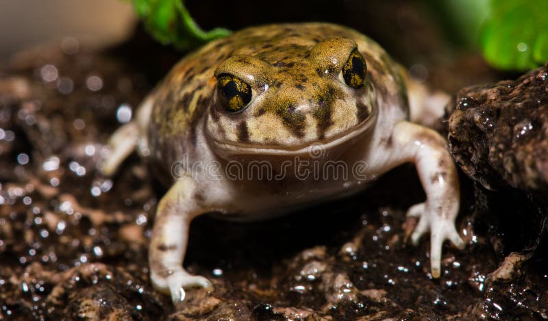 Backyard Toad Standing on a Rock Stock Photo - Image of brown, desert ...