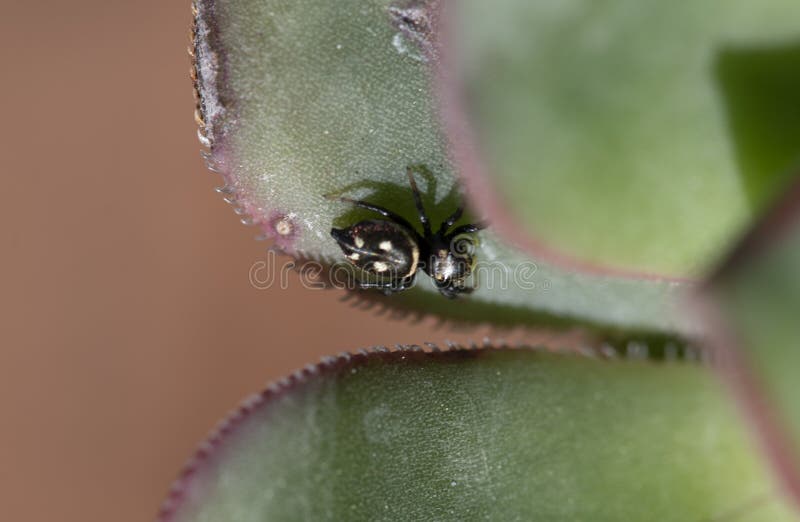 Macro View of a Small Spider Stock Image - Image of furry, arthropod ...