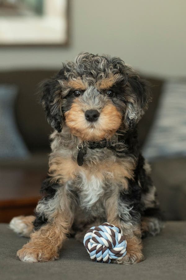 Cheerful Cockapoo Puppy Cuddles Up on a Cozy Sofa Next To a Brightly ...