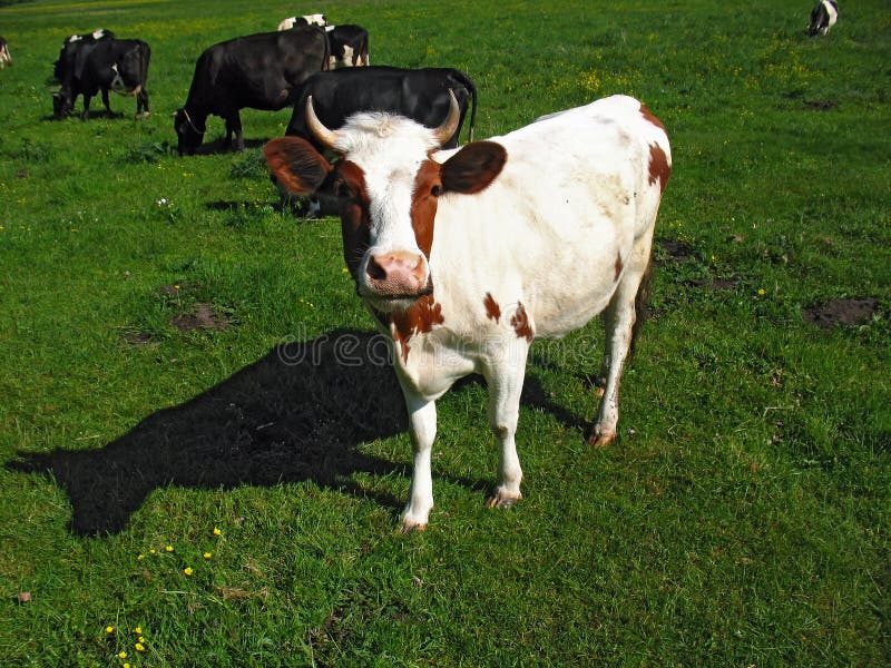 Cheerful White Cow Smiles in the Green Meadow Stock Image - Image of ...