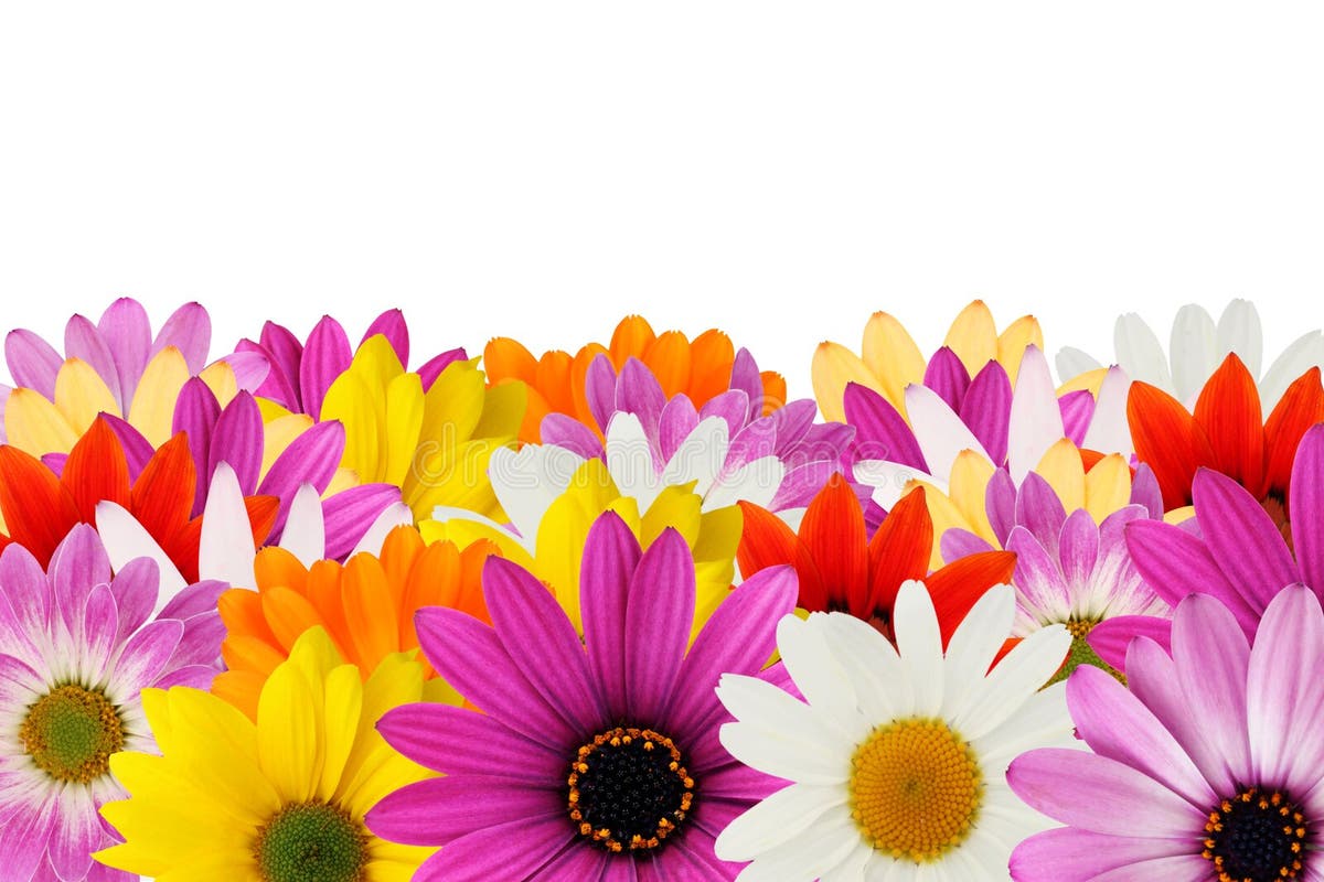 9,098 Spring Daisy Border Stock Photos - Free & Royalty-Free Stock ...