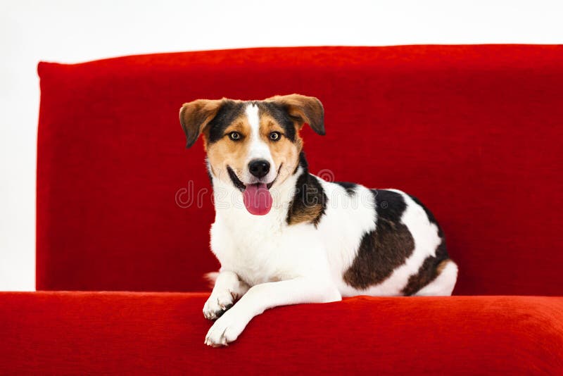 Cheerful Dog Jack Russell Terrier Lies on the Couch Stock Photo - Image ...