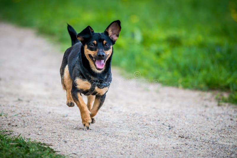 Cheerful dog run stock image. Image of friendly, live - 73760233