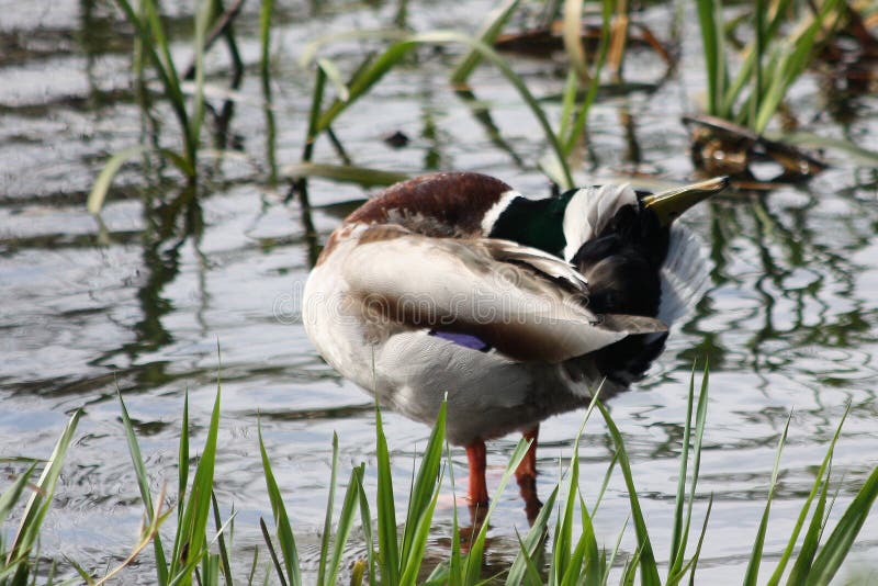 Cheerful duck stock photo. Image of river, watch, beak - 14287526