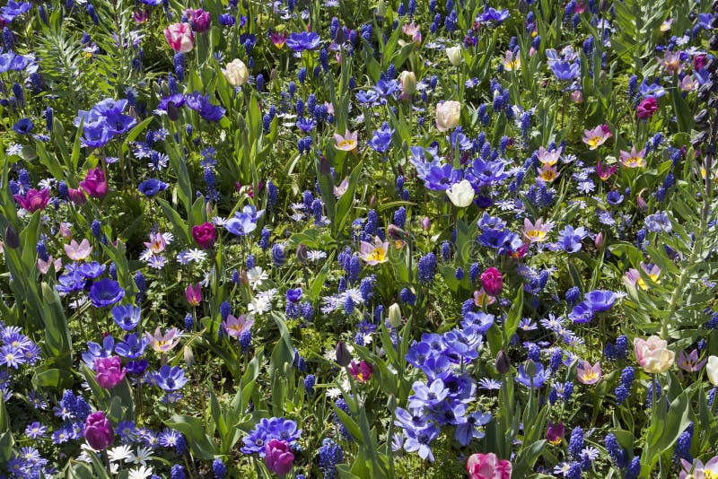 Cheerful Flower Shop Florist Customer Buying Yellow Stock Photo - Image ...