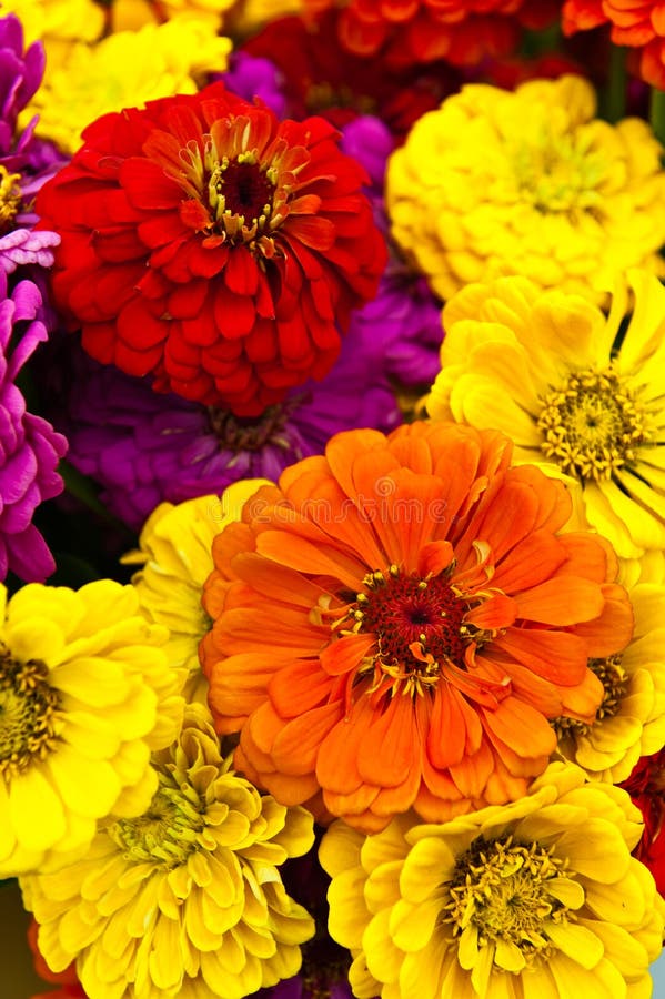Cheerful Flowers stock image. Image of petals, annual - 10823687