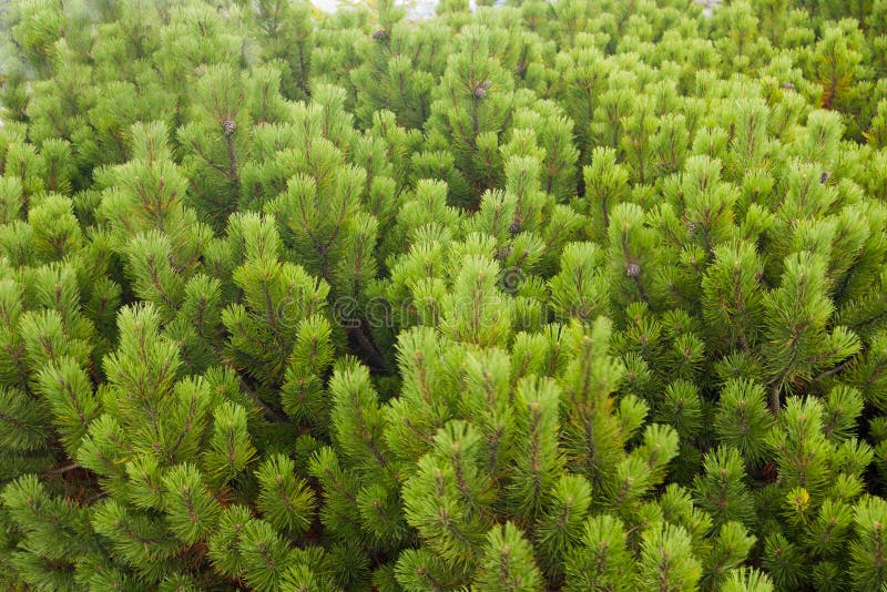 Cheerful fur-trees. stock image. Image of natural, horizontally - 45612205