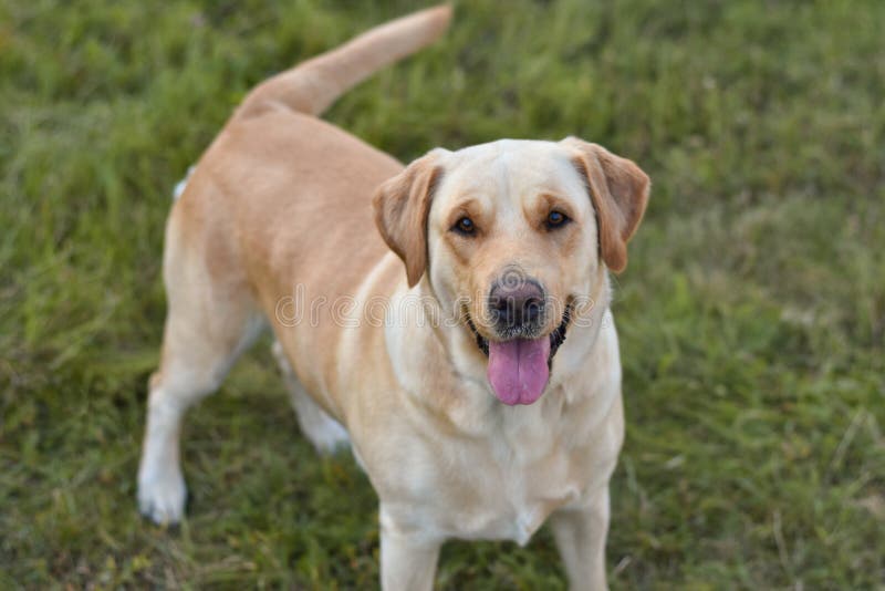 Cheerful Golden Labrador Retriever Playing with Host Stock Photo ...