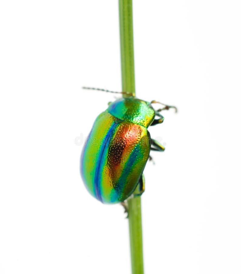 Big red ant. stock image. Image of pain, object, complexity - 13701535