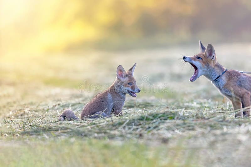 Cheerful Picture Of A Pair Of Two Red Foxes Stock Image Image Of Vulpes Nose 284221087