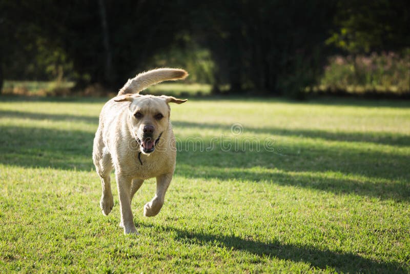 Cheerful Running White Labrador Retriever in a Field Covered in ...