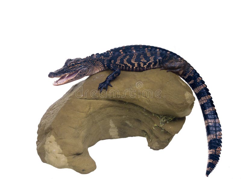 Smiling gator youth stock photo. Image of crocodilian - 95154264