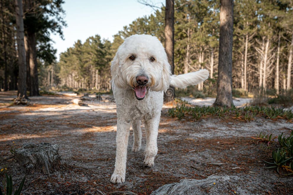 Cheerful White Poodle Walking in a Sunlit Forest Path Surrounded by ...