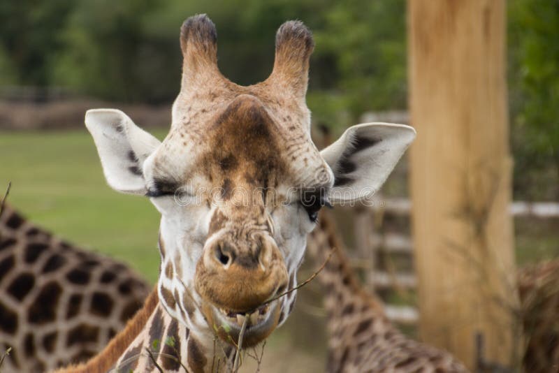 The Cheerful Winking Giraffe Stock Photo - Image of safari, cute: 141811548