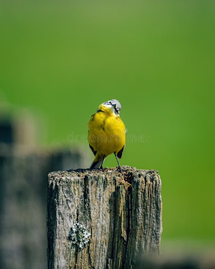 Flappy Bird Stock Photos - Free & Royalty-Free Stock Photos from Dreamstime
