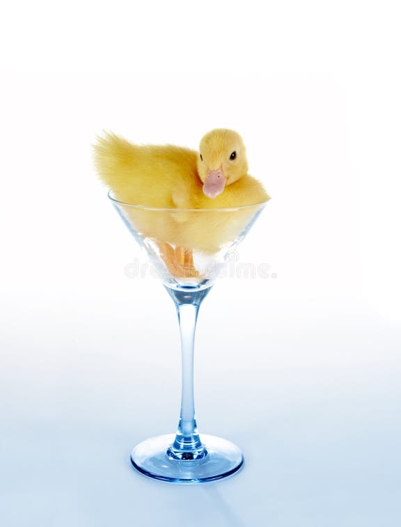Cheers stock image. Image of goose, bird, adorable, geese - 12995297