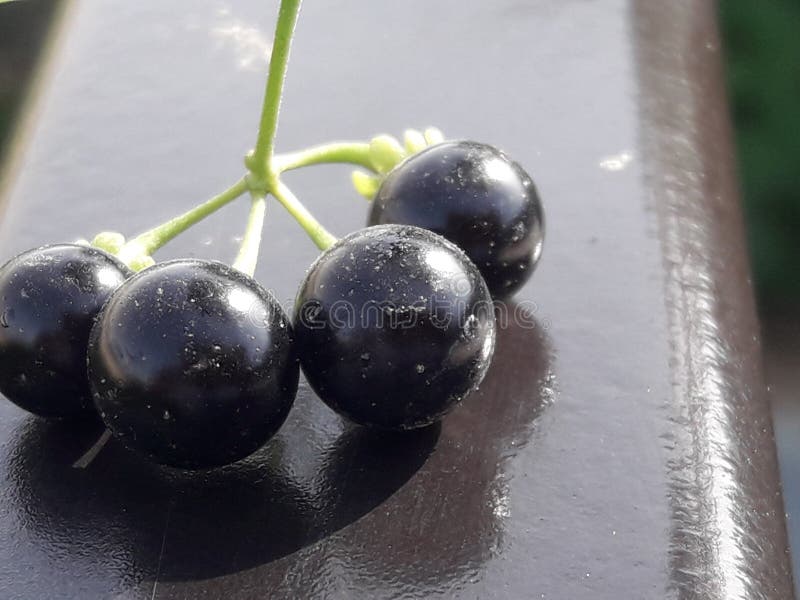 Cheers Black Froot Amazing Loke Stock Photo - Image of amazing, loke ...