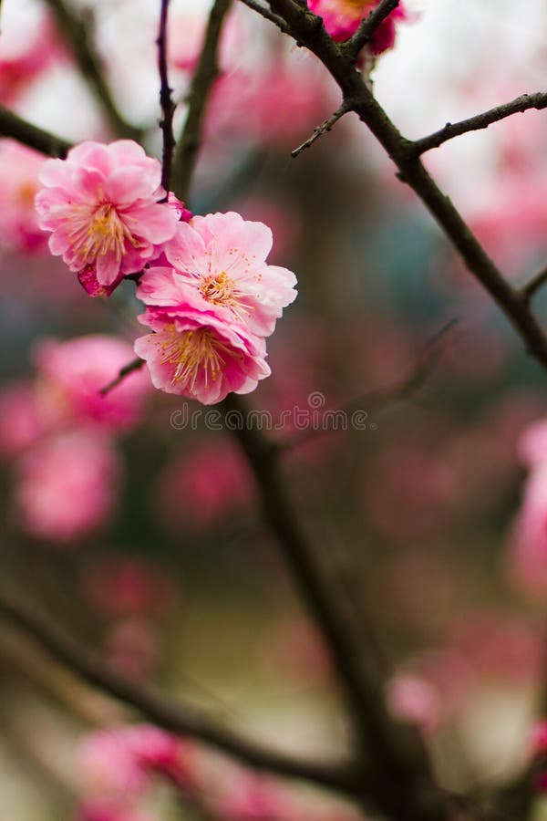 Cheery blossom stock image. Image of flower, pink, spring - 10275269