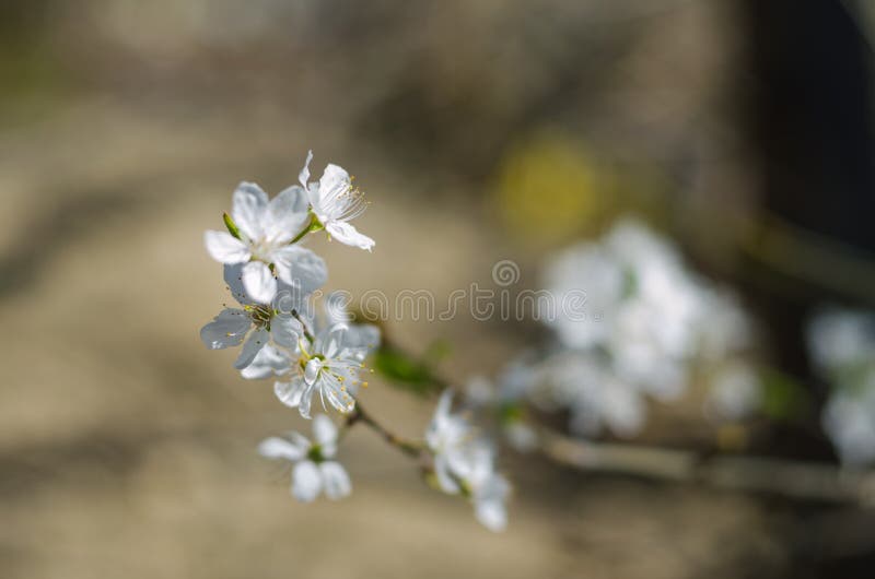 Cheery Blossom Flowers on Spring Day Stock Image - Image of bright ...