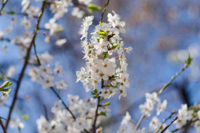 Cheery Blossom Flowers on Spring Day Stock Image - Image of leaf ...