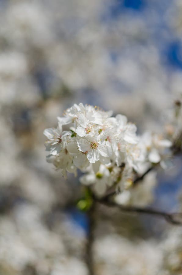 Cheery Blossom Flowers on Spring Day Stock Image - Image of brightly ...