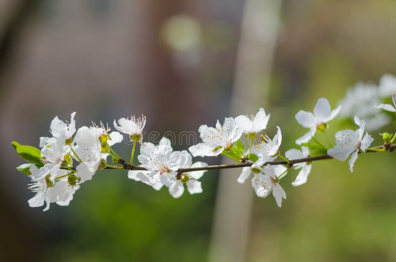 Cheery Blossom Flowers on Spring Day Stock Image - Image of botany ...