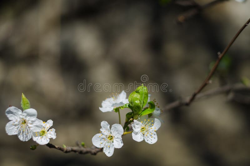 Cheery Blossom Flowers on Spring Day Stock Image - Image of branch ...