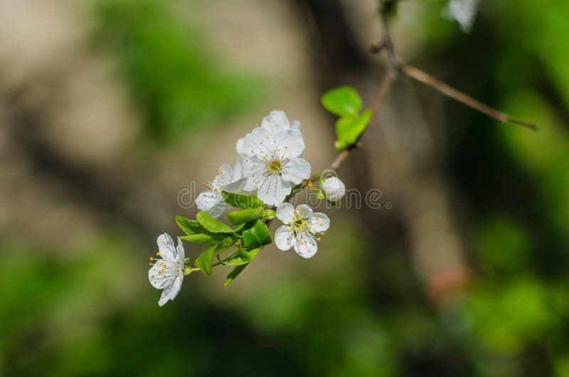 Cheery Blossom Flowers on Spring Day Stock Photo - Image of beauty ...