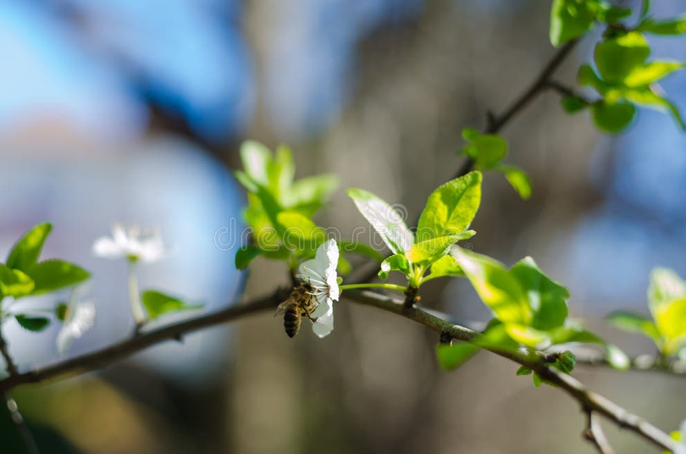 Cheery Blossom Flowers on Spring Day Stock Image - Image of outdoors ...