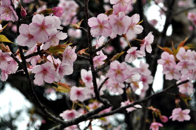 Cheery Blossoms stock image. Image of branch, blossoms - 85597791