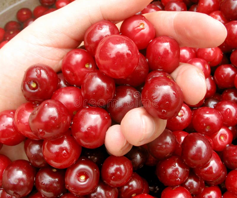 Cheery cherry stock photo. Image of seasonal, picked, delicate - 904536