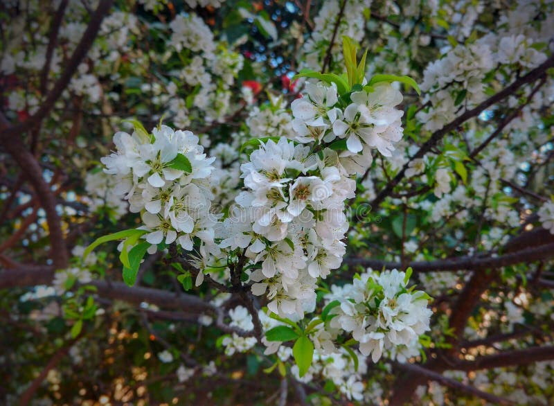 Cheery Flowers stock image. Image of green, cheery, nature - 87599691