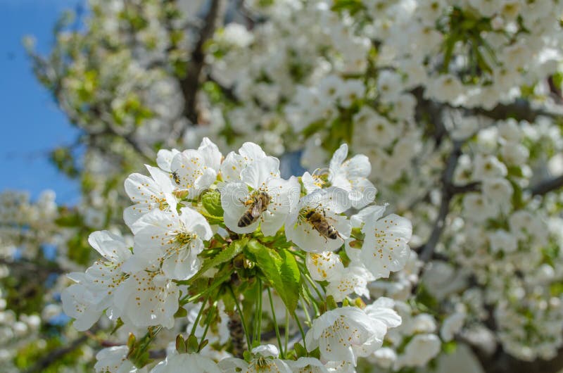 Cheery flowers stock image. Image of flora, fruit, bloom - 32213343
