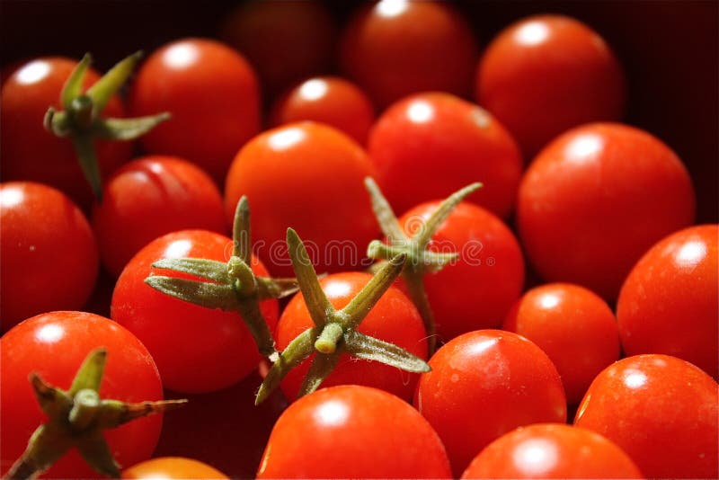 Cheery tomato stock image. Image of cherry, nature, fruit - 15562177