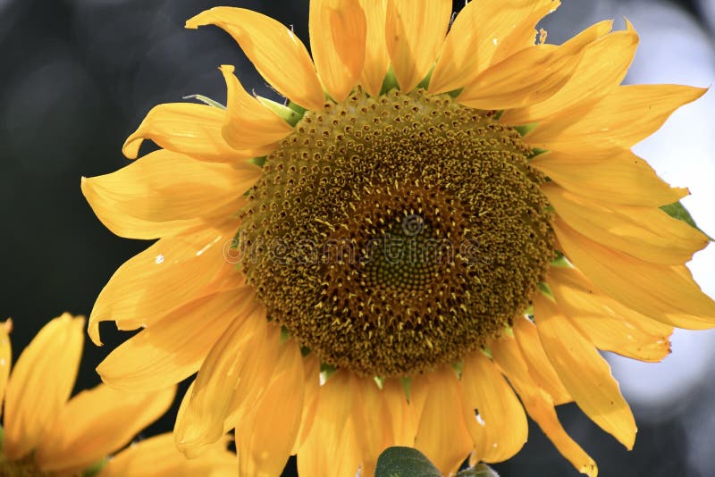 Cheery yellow sunflower stock photo. Image of garden - 222699240