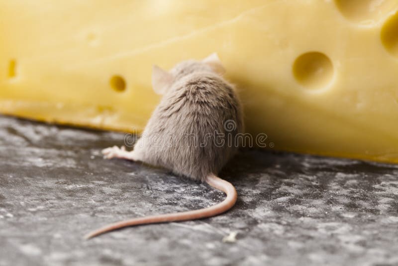 House Mouse (Mus Musculus) on Big Cheese Stock Image - Image of mammal ...
