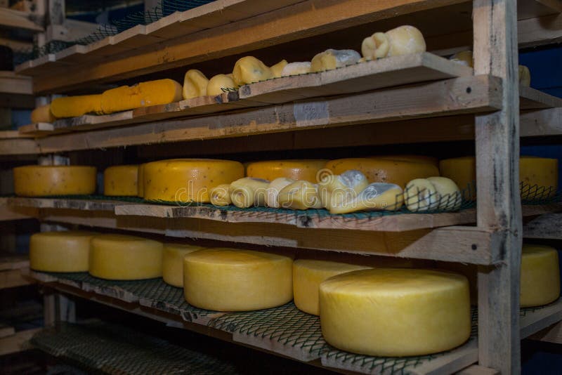 Cheese at the Dairy, Cheese is Ripen on Racks Stock Photo - Image of ...