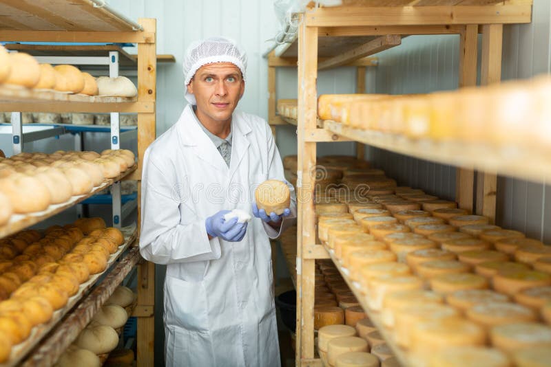 Cheese Dairy Worker Checks the Quality of Cheese Stock Photo - Image of ...