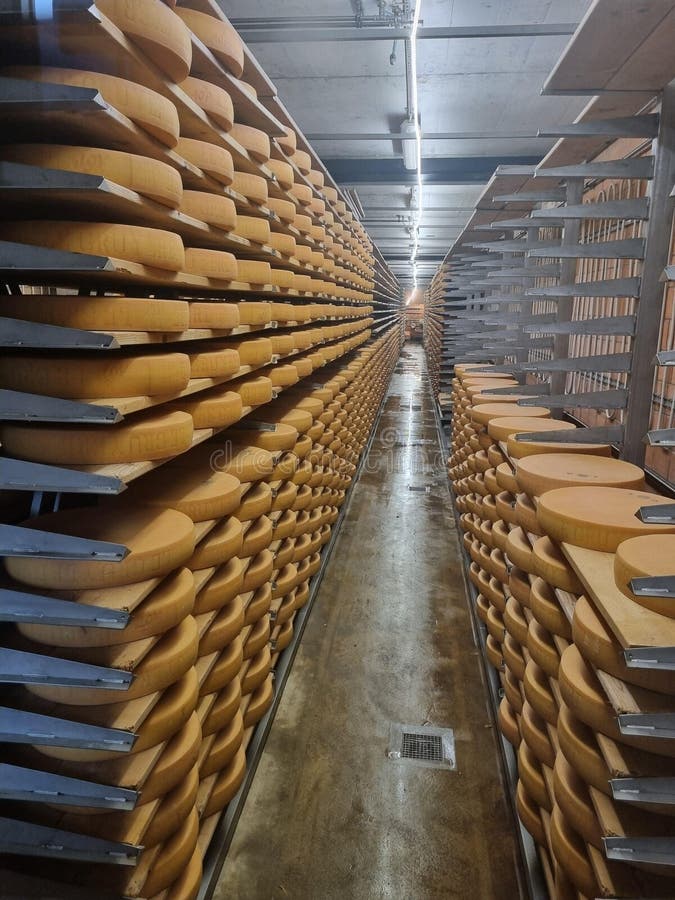 Cheese Display on Shelves in the Factory Editorial Stock Image - Image ...