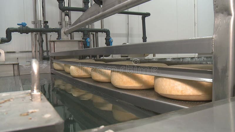 Production of Cheese Wheels in Factory Stock Footage - Video of cheese ...