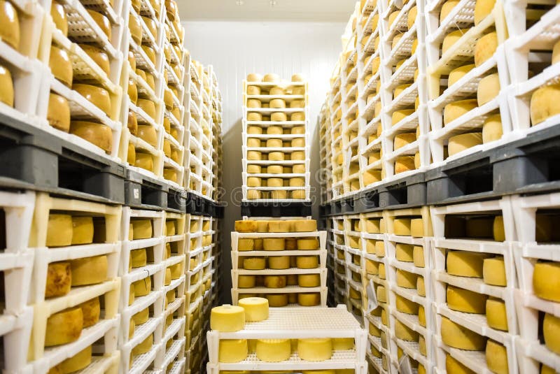 Cheese Factory Warehouse with Shelves Stacked with Cheese Stock Photo ...
