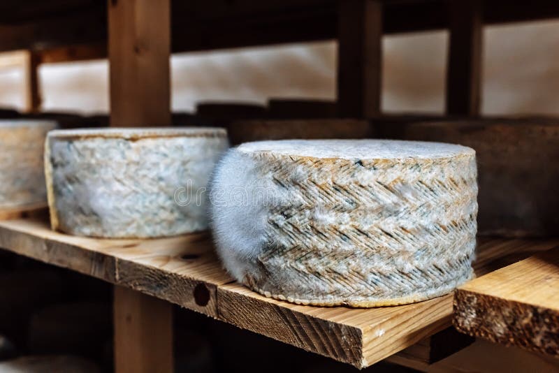 Cheese Heads at the Storage during the Cheese Aging Process. Whole ...