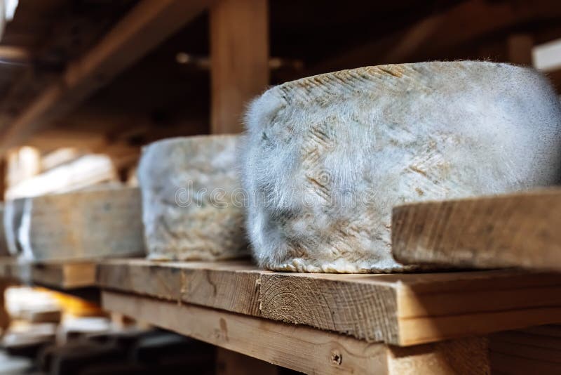 Cheese Heads at the Storage during the Cheese Aging Process. Whole ...