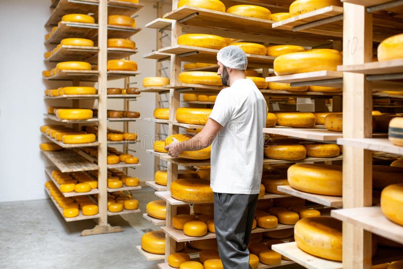 Cheese Maker at the Cheese Storage Stock Image - Image of milk ...
