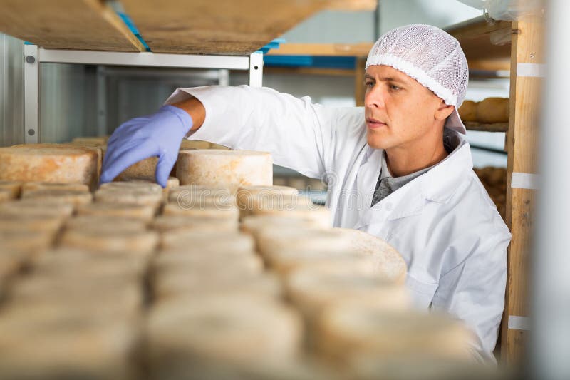 Cheese Maker Controlling Maturing Process of Cheese Wheels Stock Photo ...
